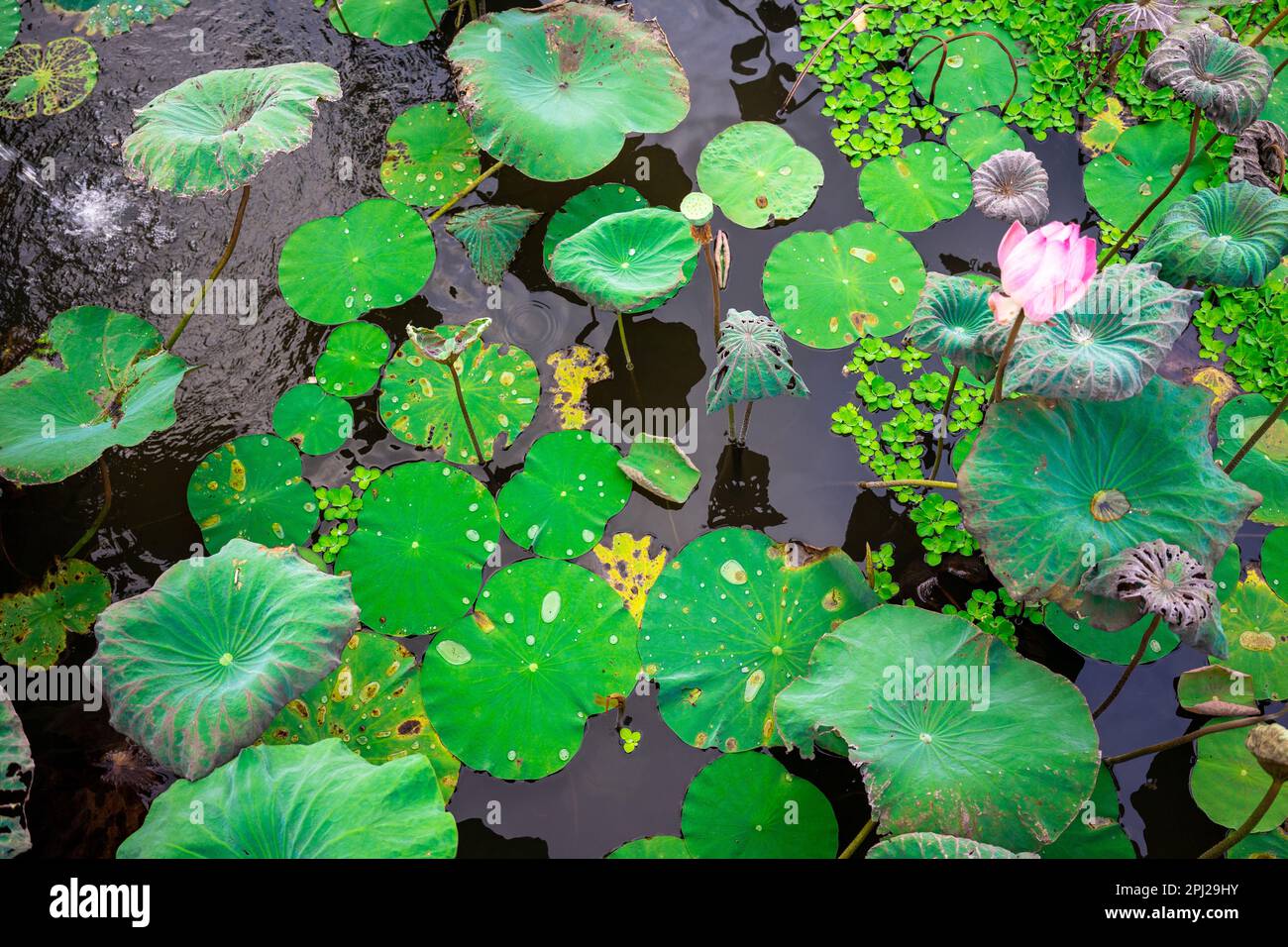 View from above into a pond with large green lily pads. Background ...