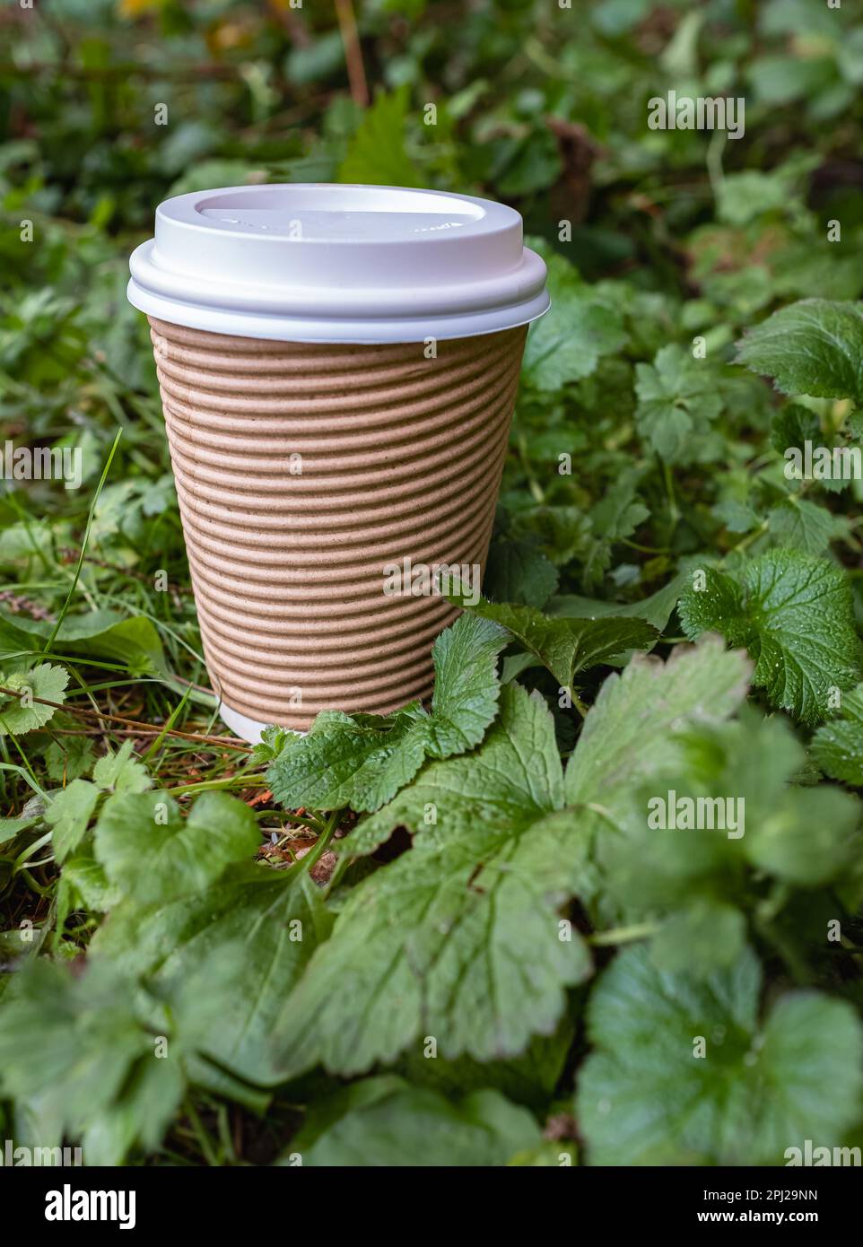 Eco-friendly coffee to go cups on green leaves background. Recycled ...