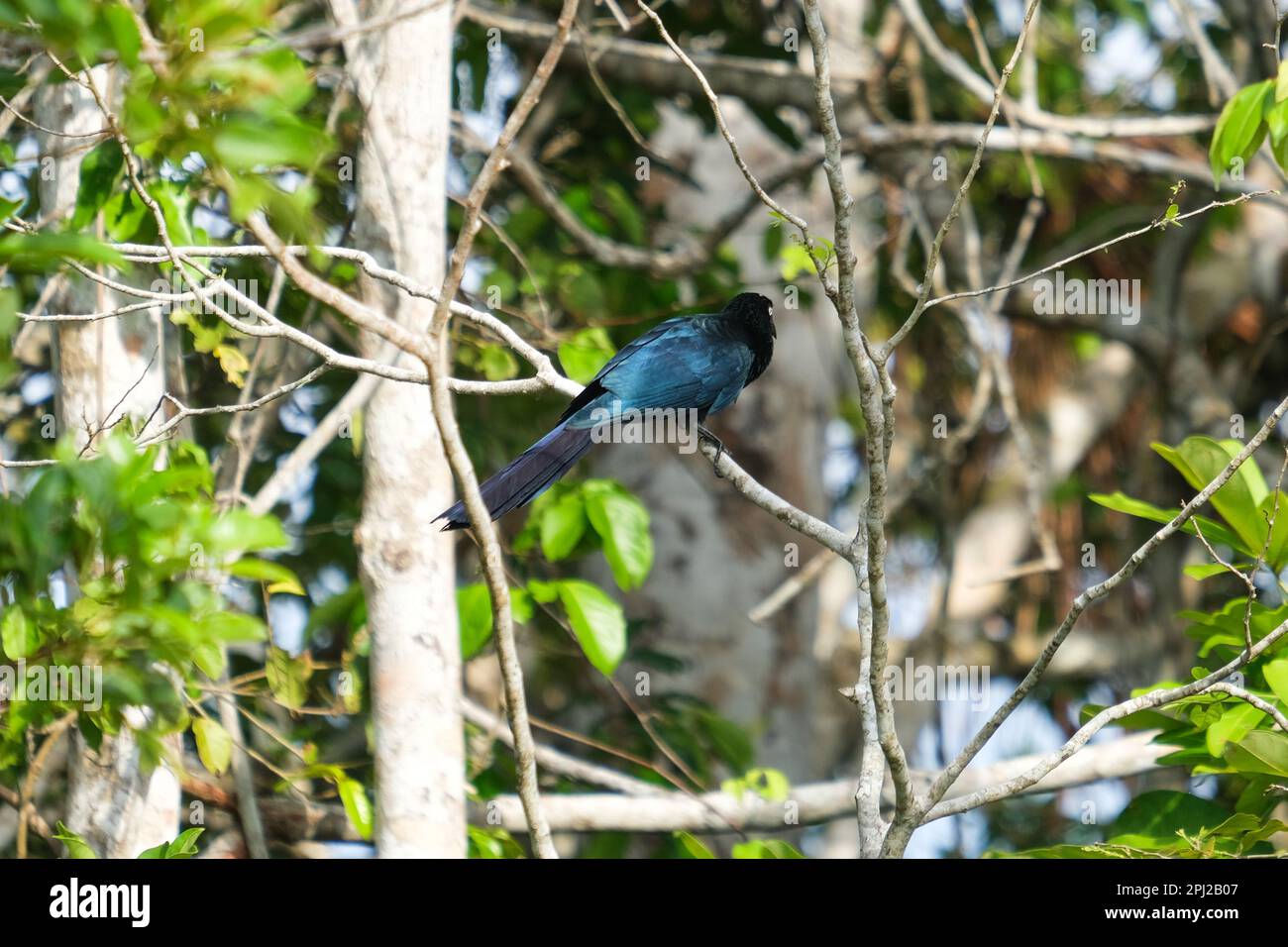 Cuculidae black blue cuckoos bird at the branch of tree at Sandoval ...