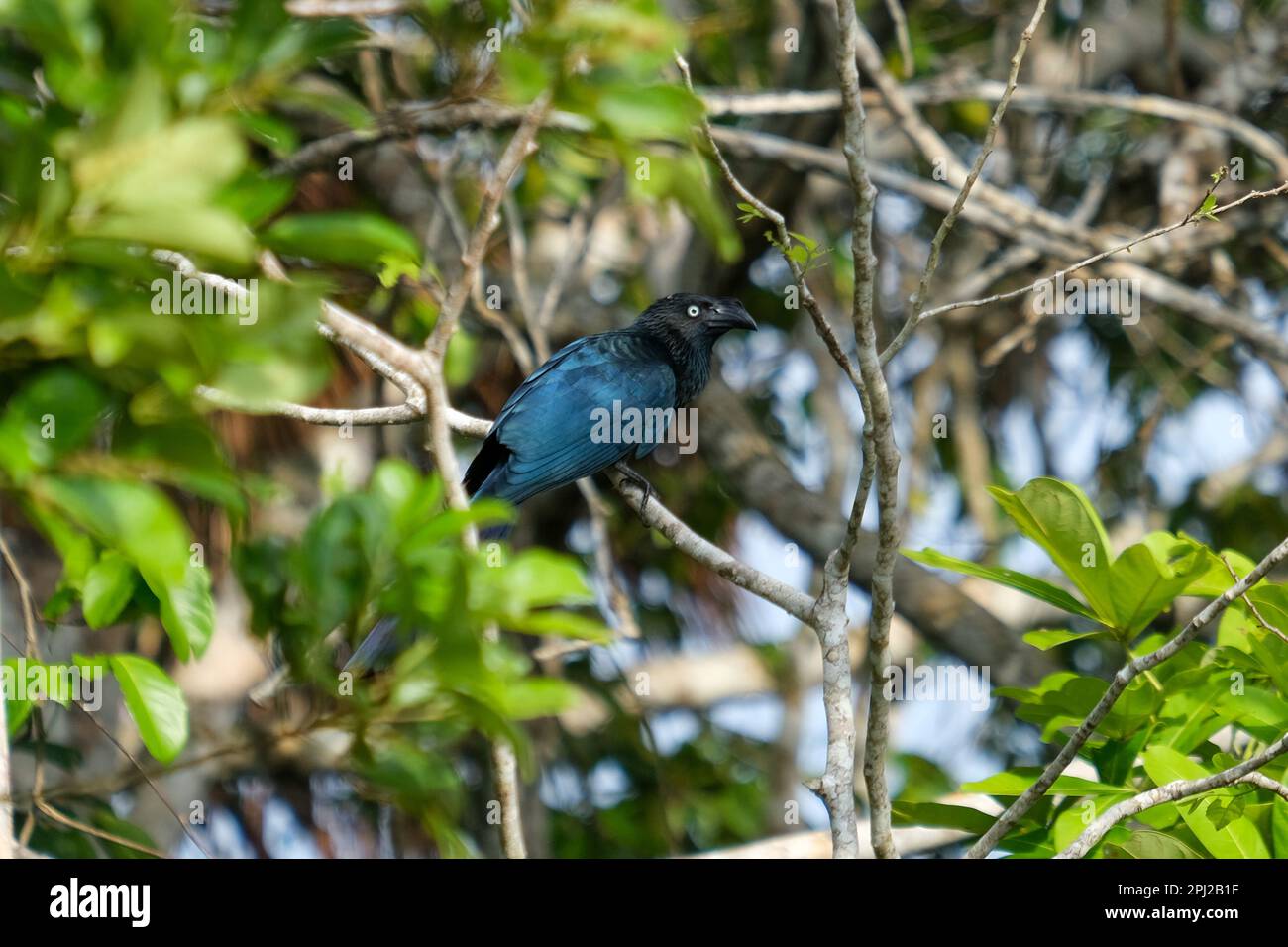 Cuculidae black blue cuckoos bird at the branch of tree at Sandoval ...