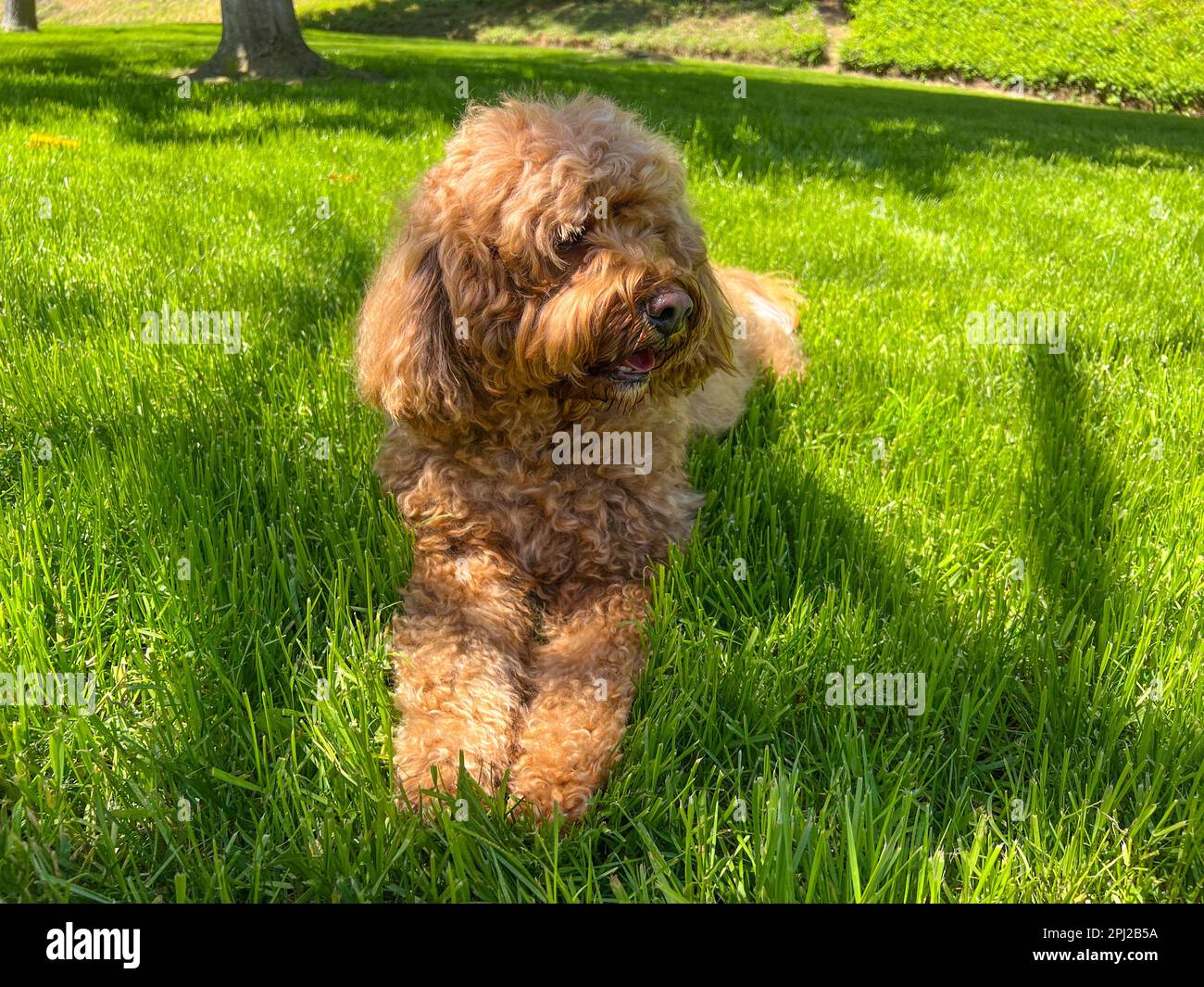 Cute Fluffy Cavapoo Dog on the Grass in a Park Stock Photo - Alamy