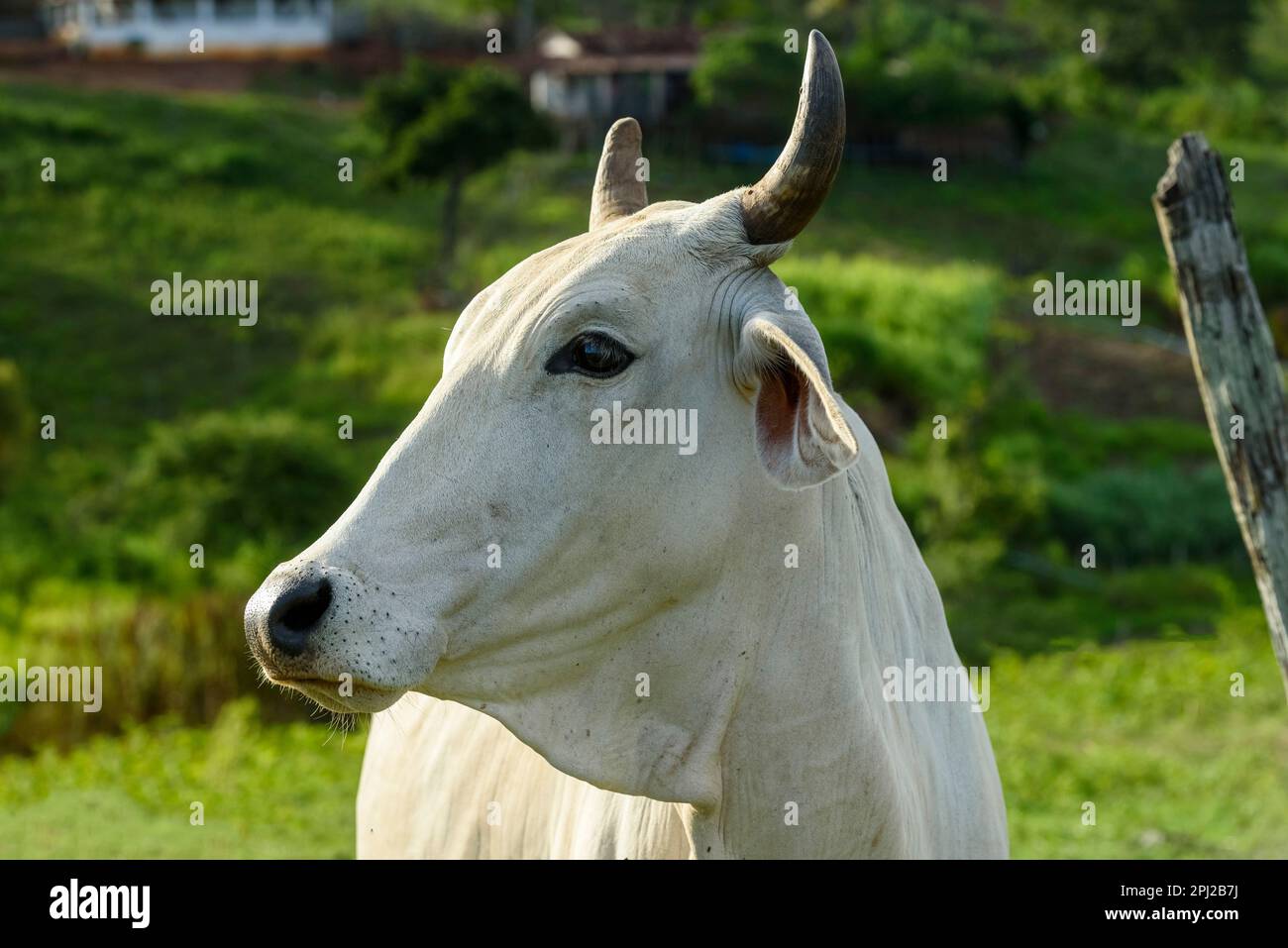 Cattle. Herd of sustainably raised Nellore cattle on small farms in ...