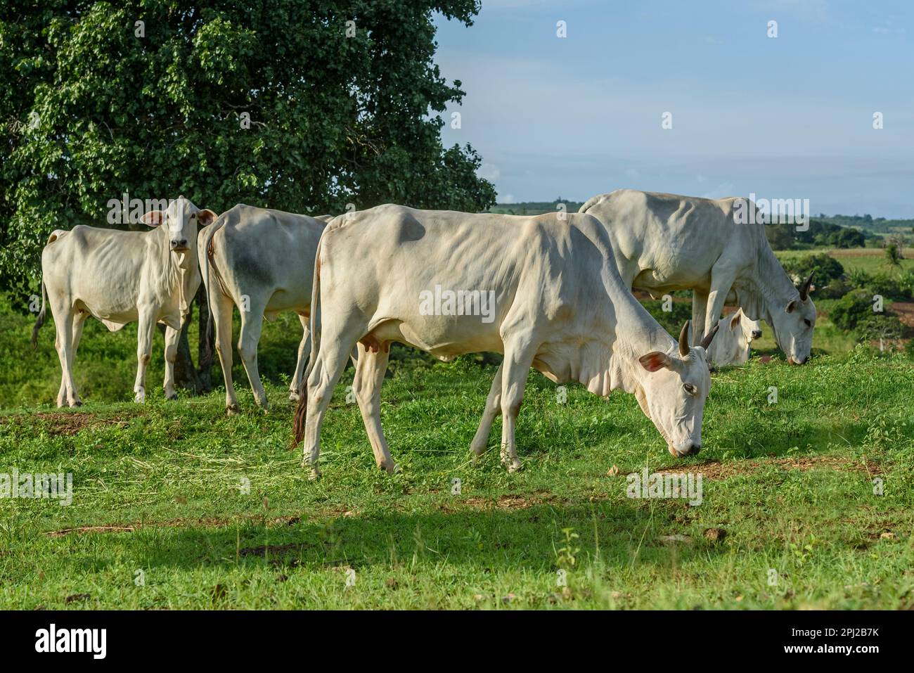 Cattle. Herd of sustainably raised Nellore cattle on small farms in ...