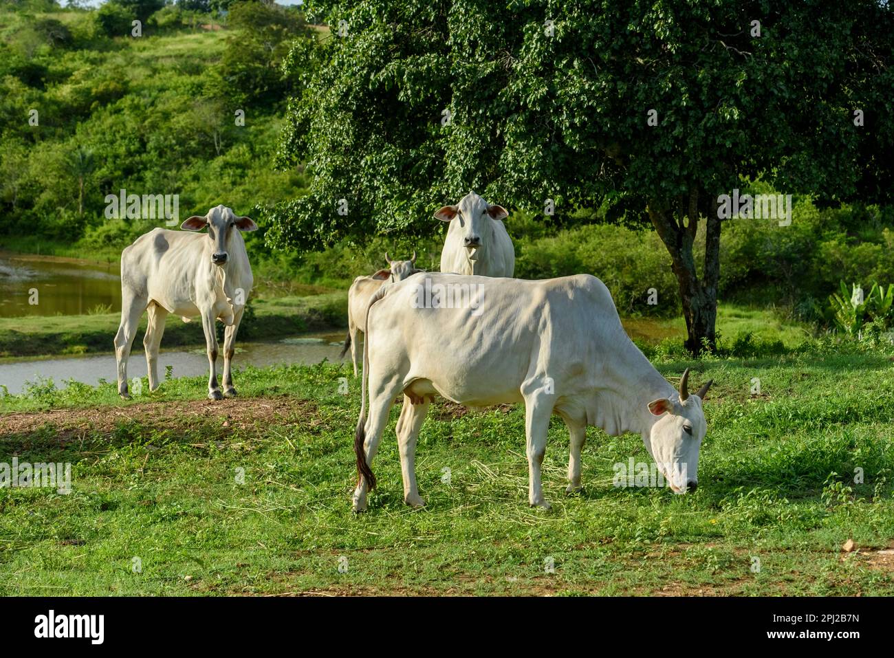 Cattle. Herd of sustainably raised Nellore cattle on small farms in ...