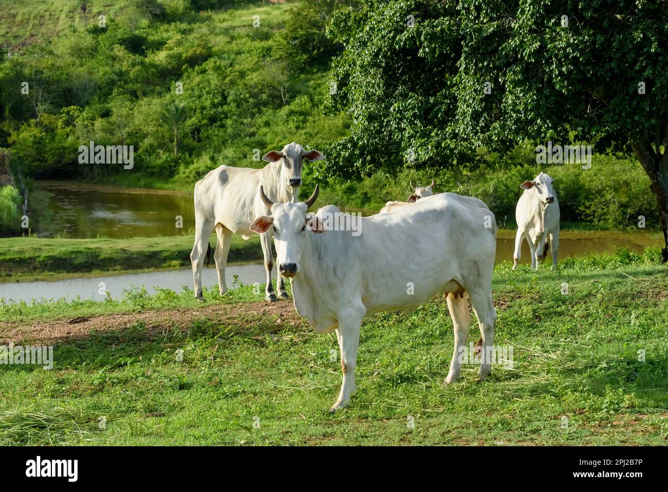 Cattle. Herd of sustainably raised Nellore cattle on small farms in ...