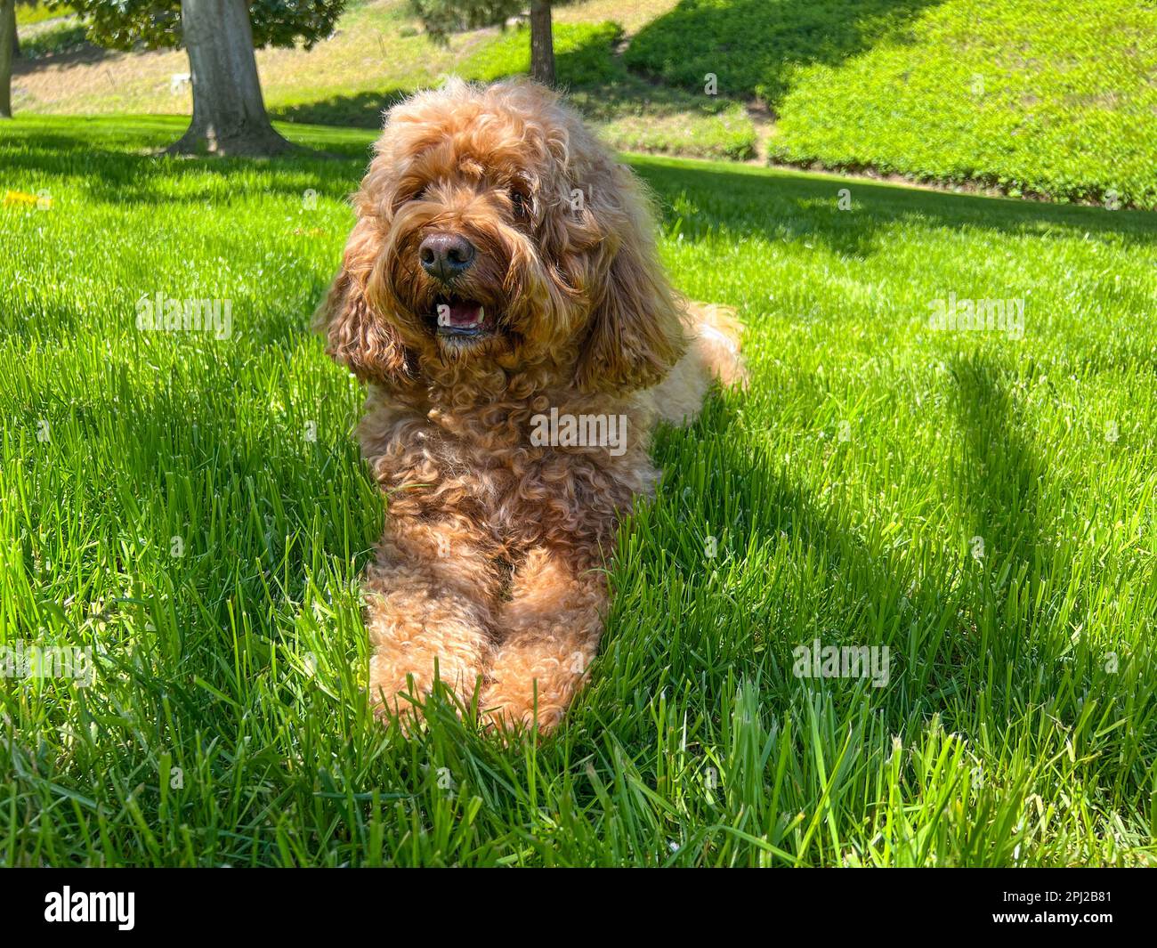 Cute Fluffy Cavapoo Dog on the Grass in a Park Stock Photo - Alamy
