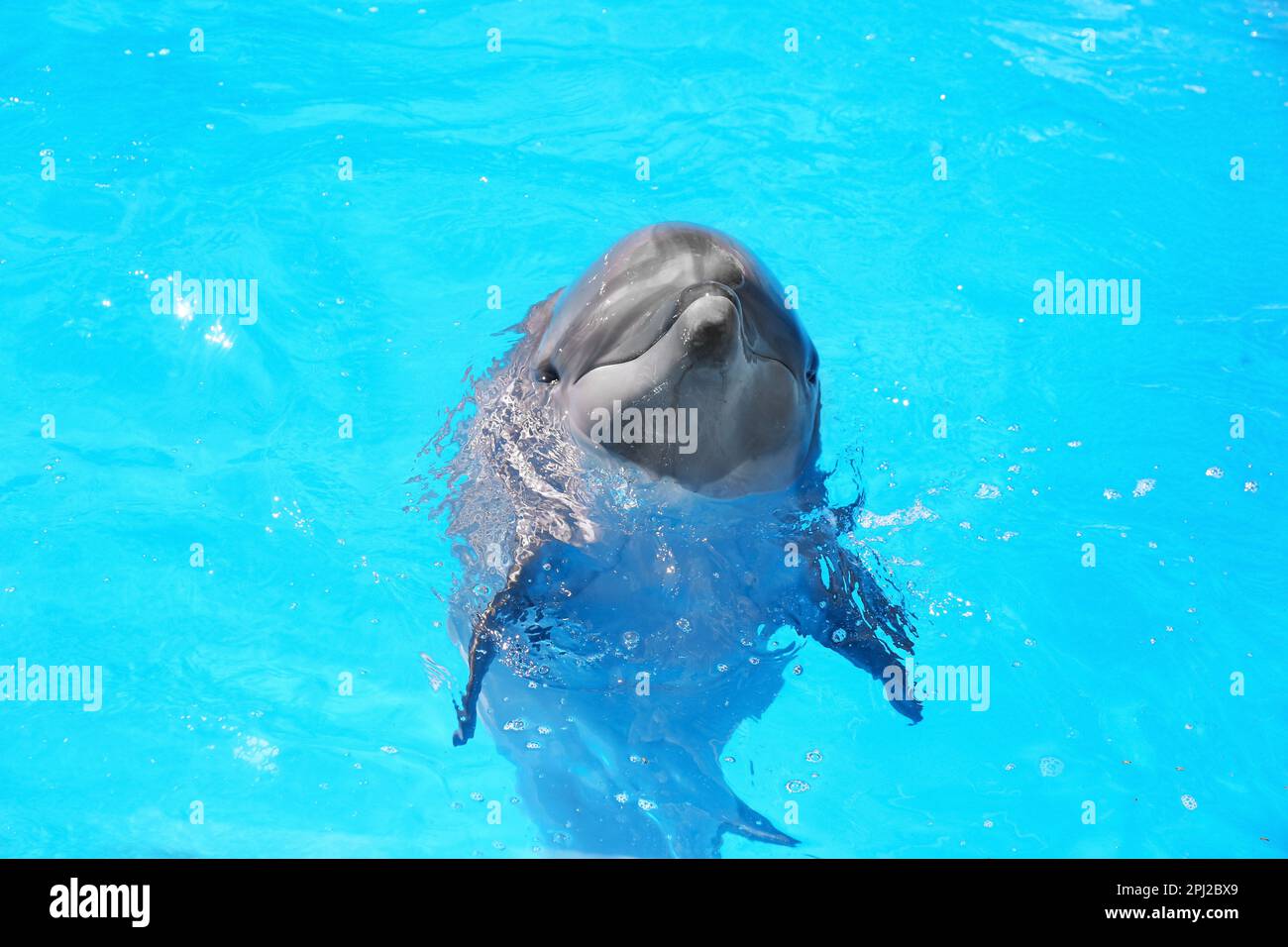 Dolphin swimming in pool at marine mammal park Stock Photo - Alamy