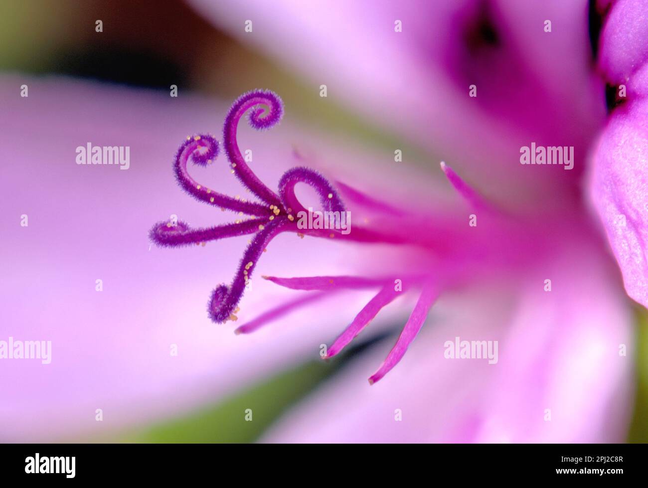 Closeup of a Purple stigma and style protruding from a lemon-scented ...