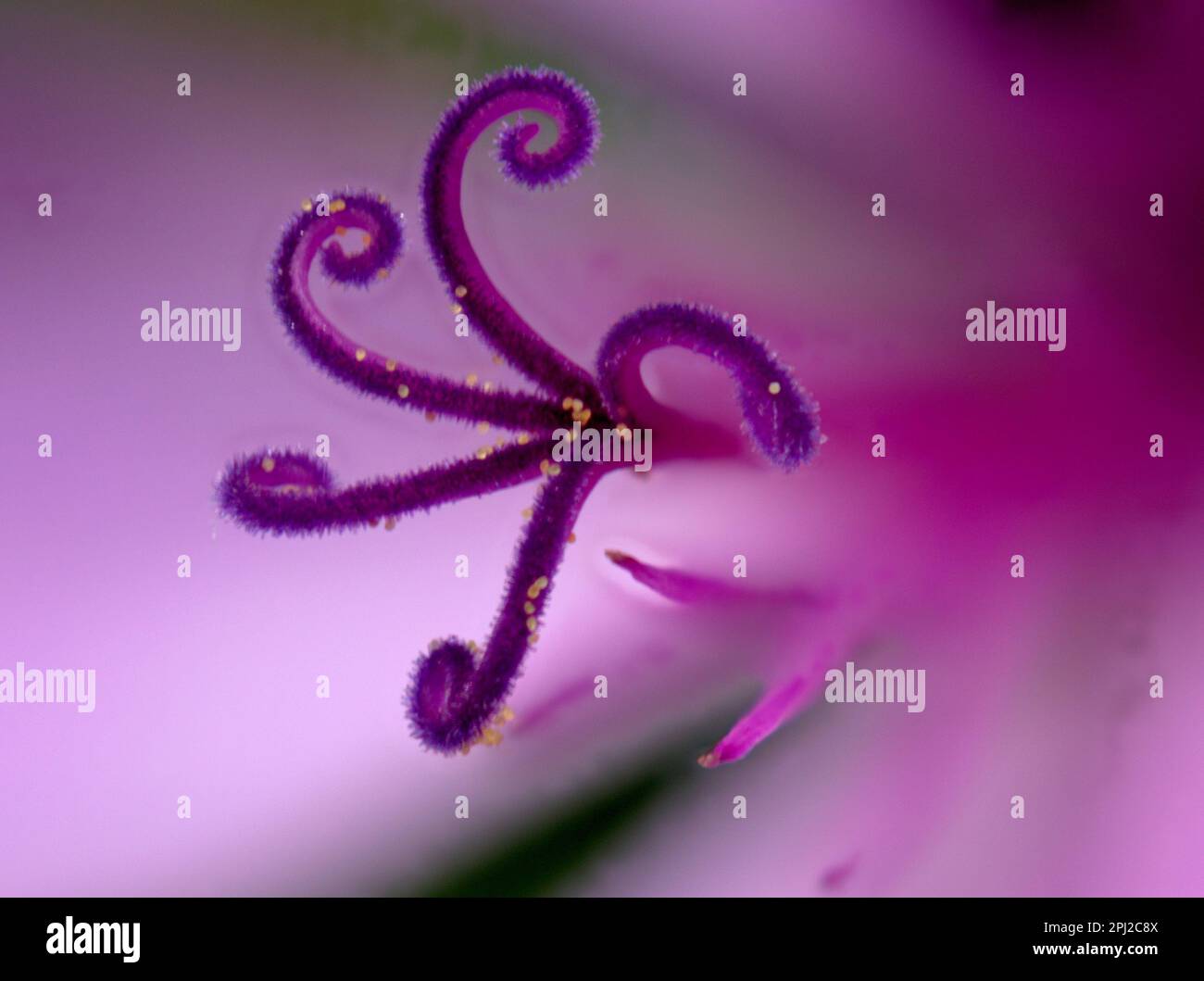 Closeup of a Purple stigma and style protruding from a lemon-scented ...