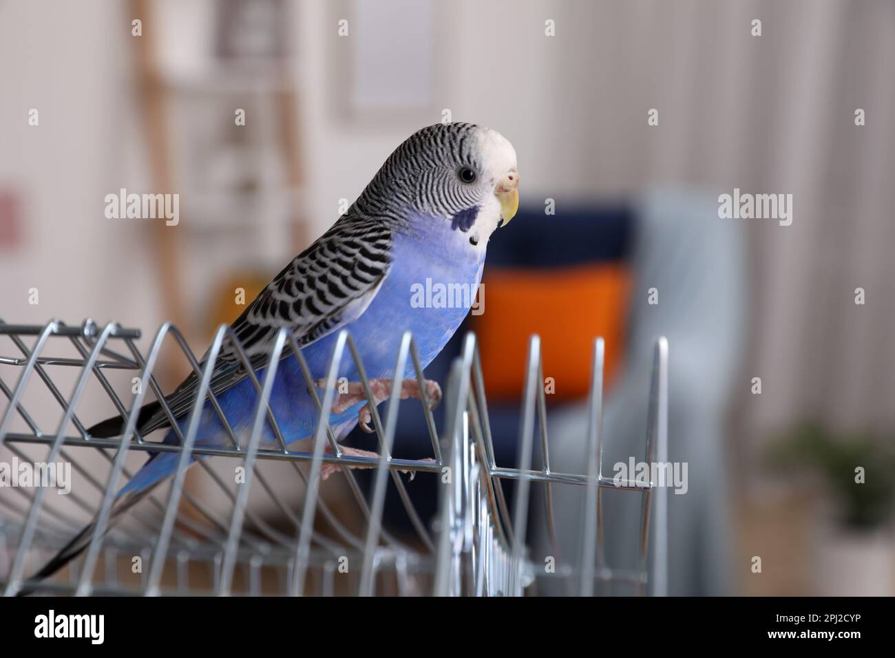 Beautiful light blue parrot hi-res stock photography and images - Alamy