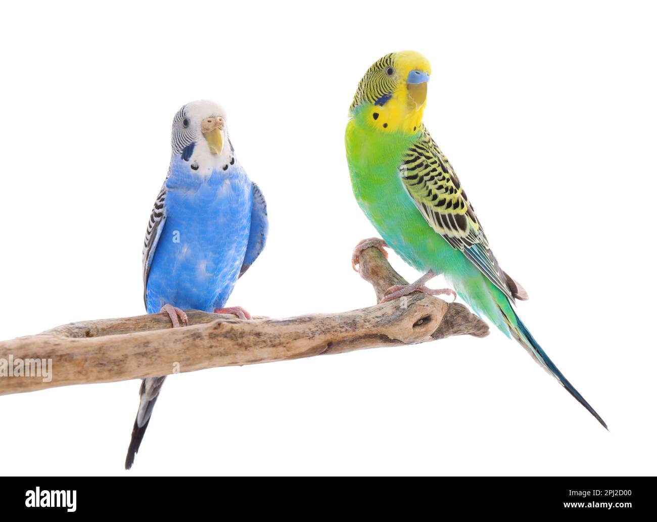 Different species of parrots hi-res stock photography and images - Alamy