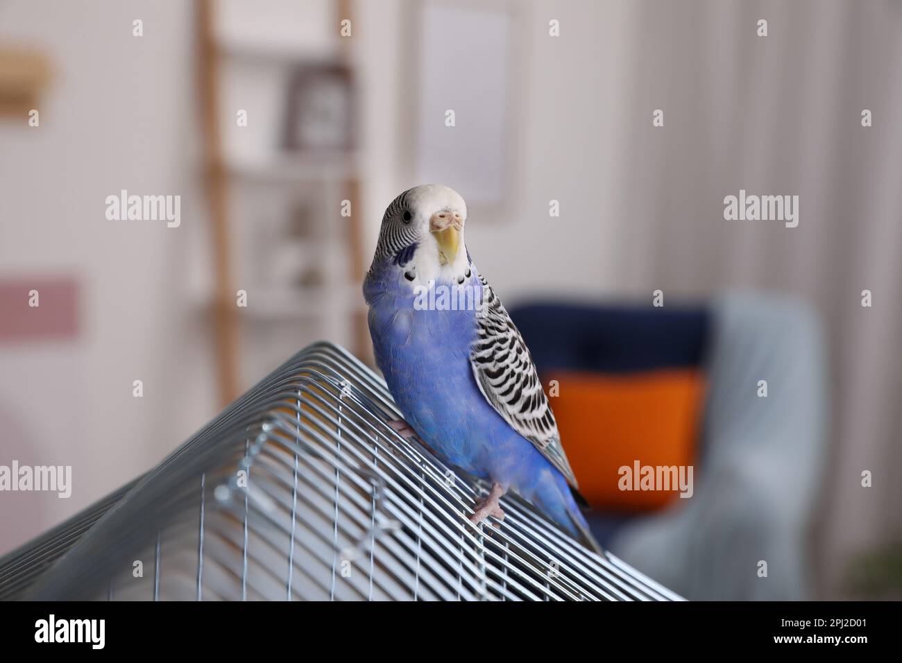 Beautiful light blue parrot hi-res stock photography and images - Alamy