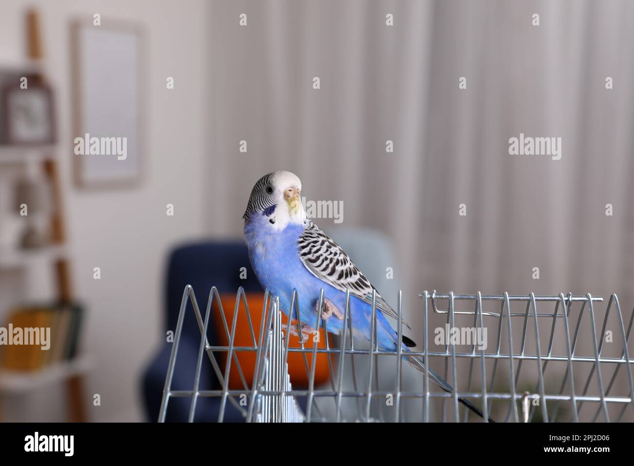 Light Blue Parrot Bird