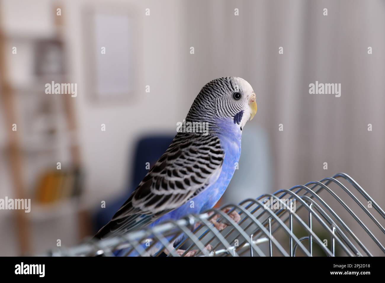 Beautiful light blue parrot hi-res stock photography and images - Alamy