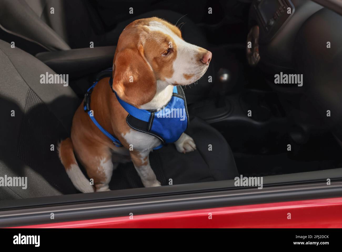 Cute Beagle dog in car. Adorable pet Stock Photo - Alamy