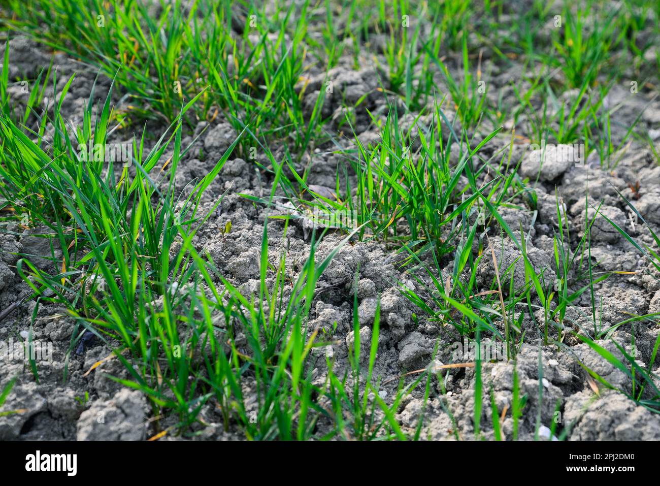 Clay soil field with lush green grass Stock Photo - Alamy