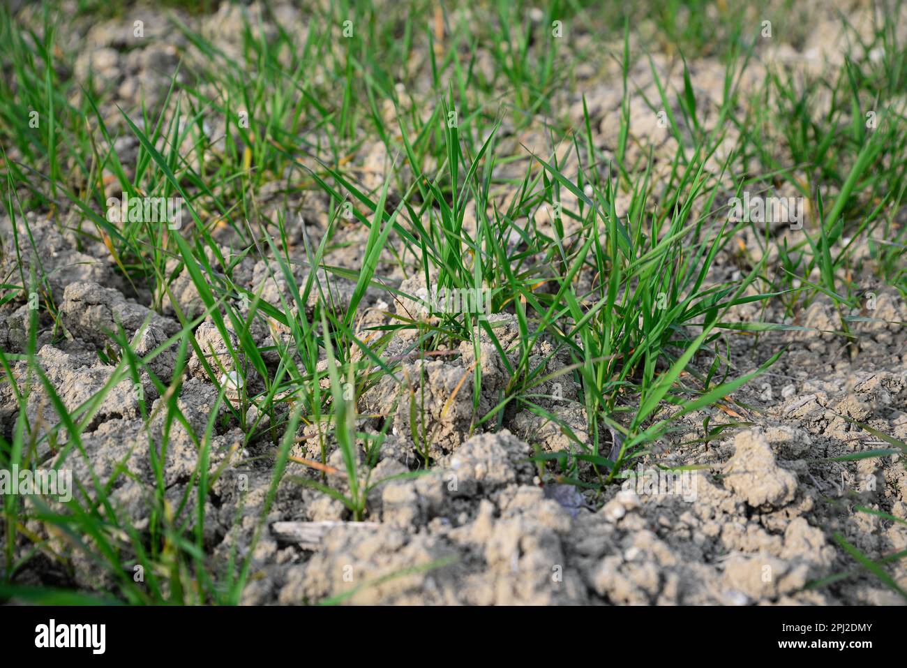 Clay soil field with lush green grass Stock Photo - Alamy