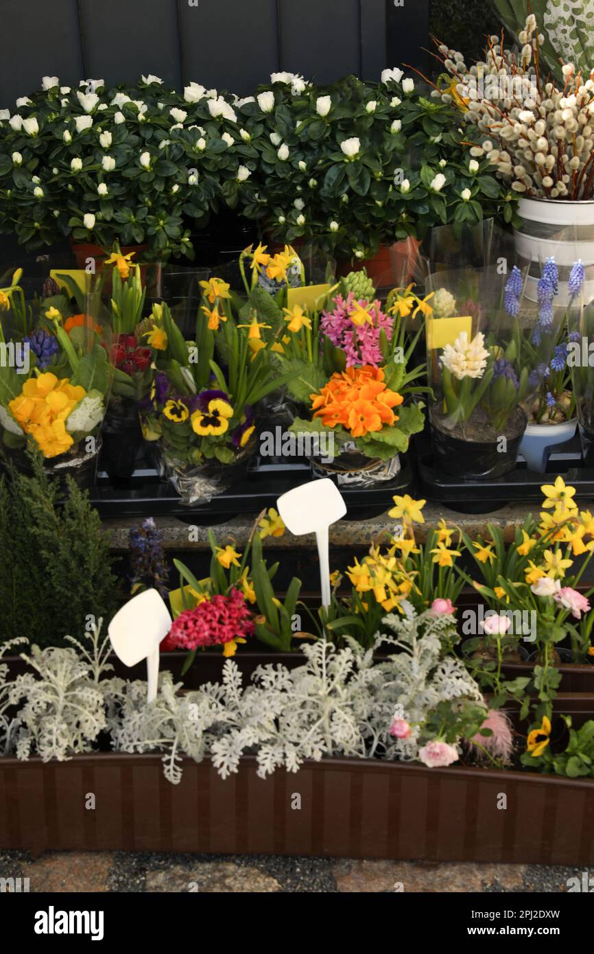 Many different beautiful plants at outdoor flower shop Stock Photo - Alamy