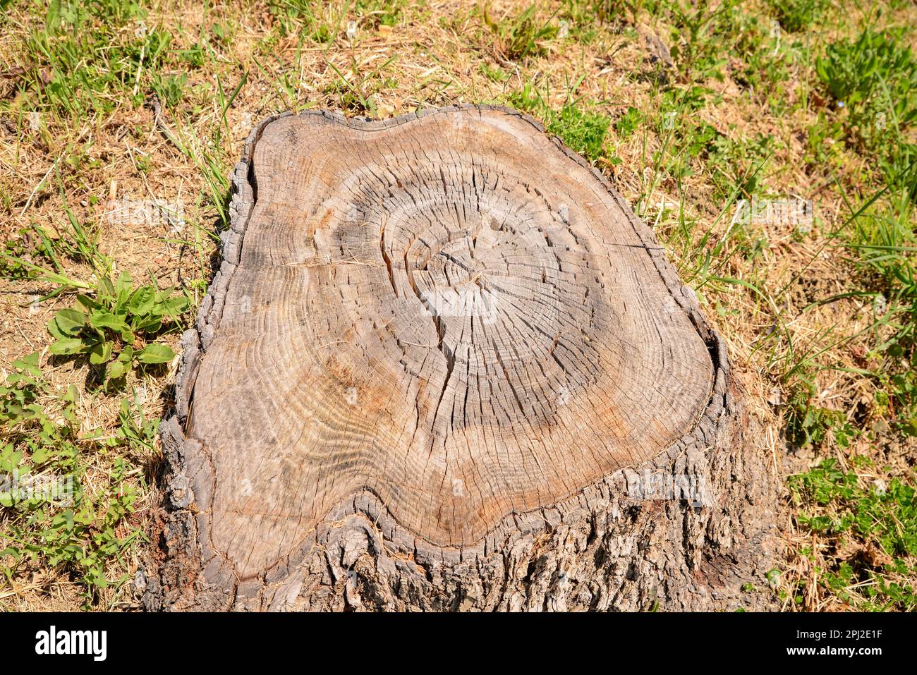 Tree stump surrounded by green grass outdoors Stock Photo - Alamy