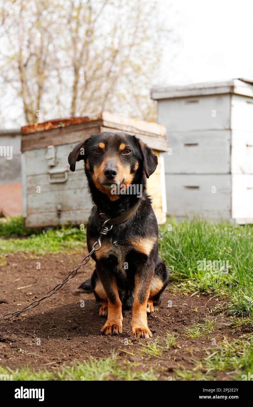 Adorable black dog on chain in village Stock Photo - Alamy