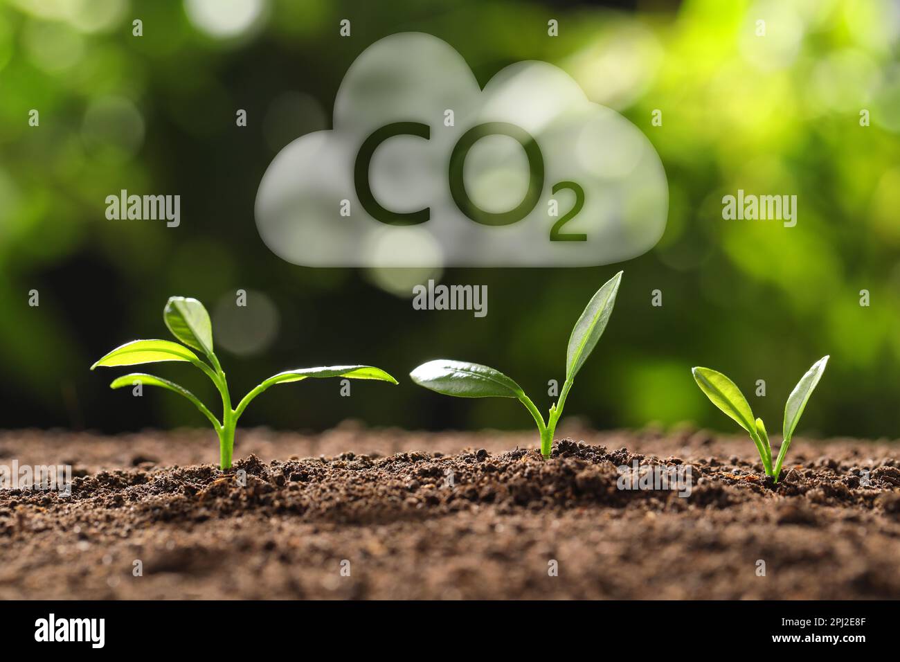 Reduce CO2 emissions. Fresh green seedlings growing outdoors Stock ...