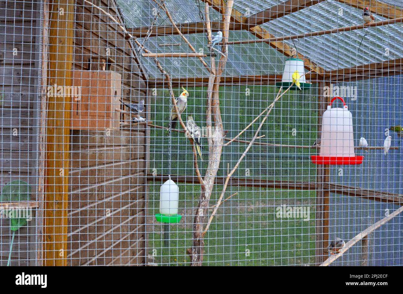 Different beautiful exotic birds in outdoor aviary Stock Photo - Alamy