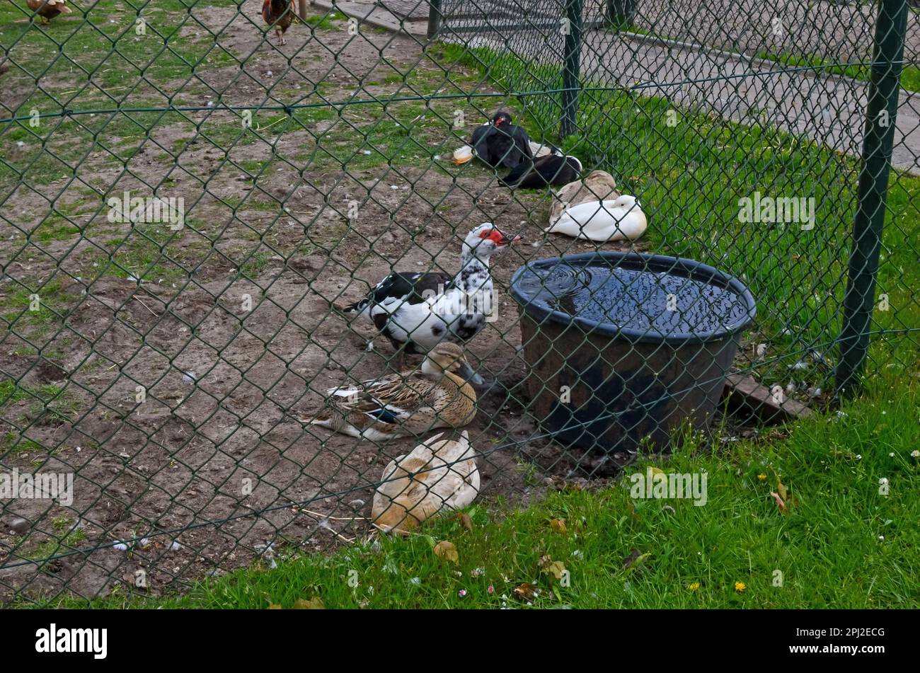 Different avian group hi-res stock photography and images - Alamy