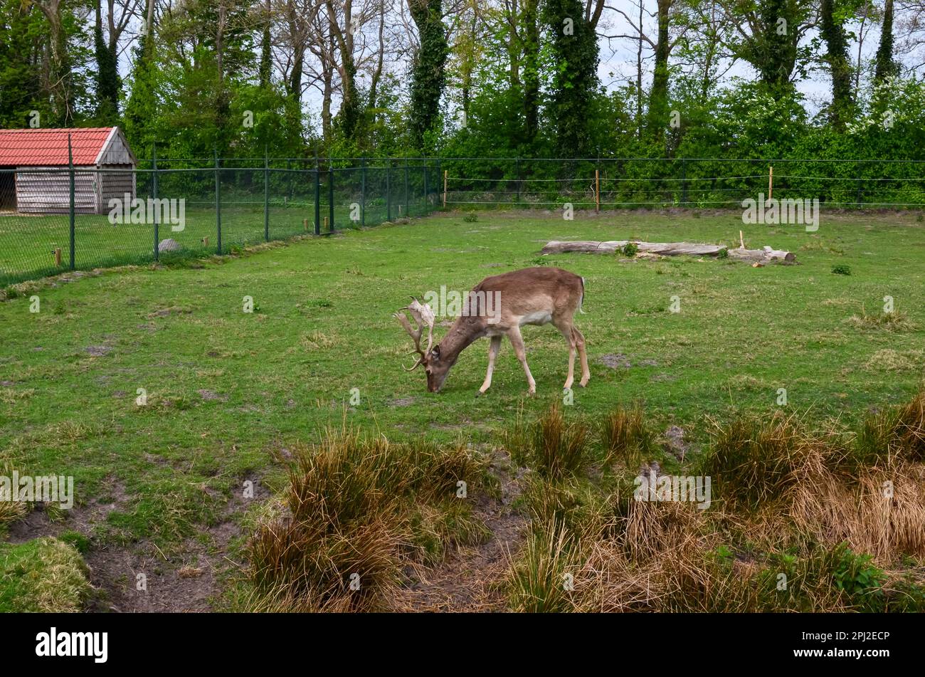 Cute fallow deer grazing on green lawn at farm Stock Photo - Alamy