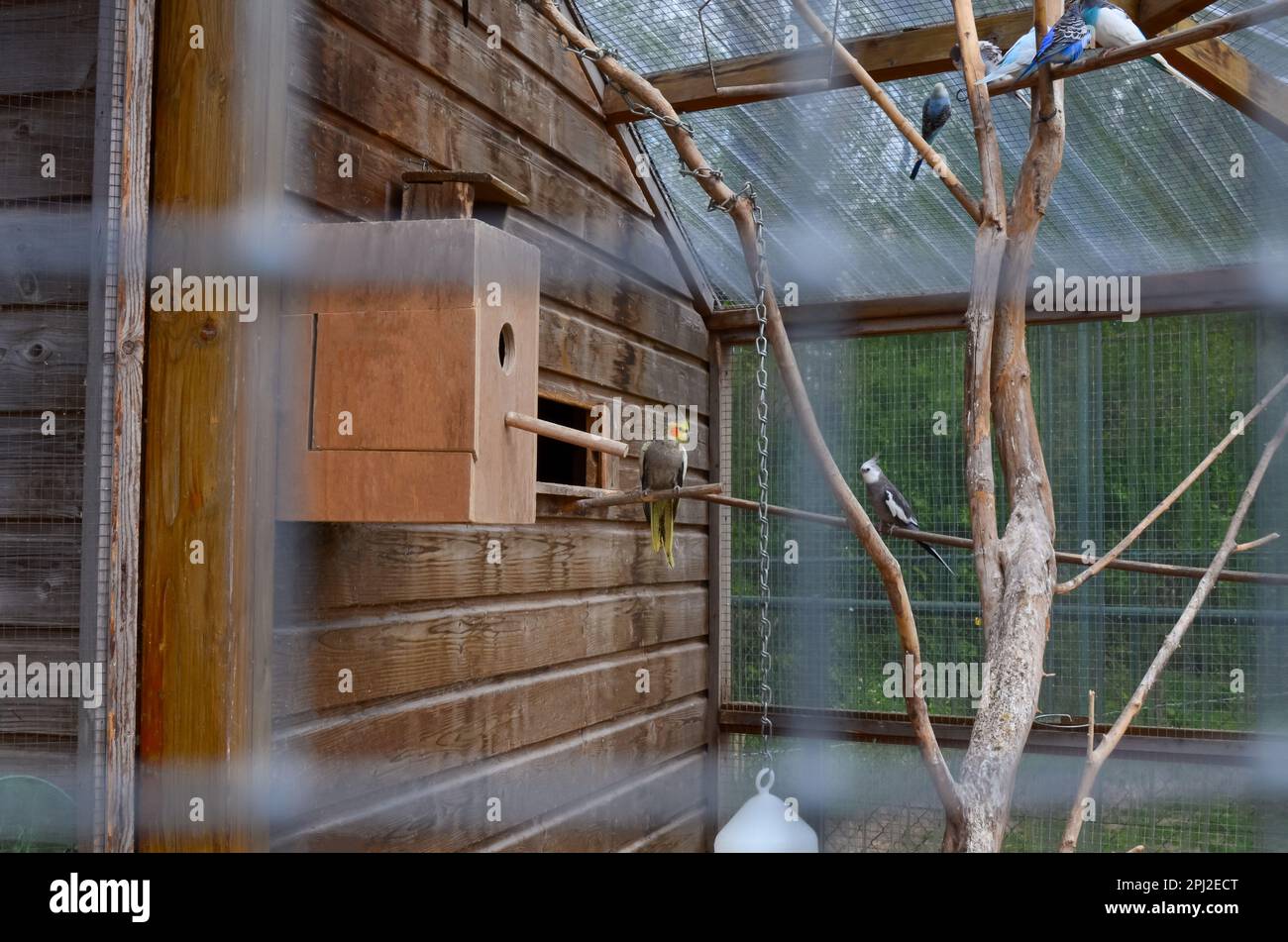 Different beautiful exotic birds in outdoor aviary Stock Photo - Alamy