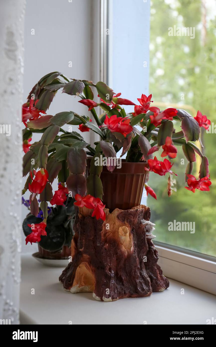 Beautiful blossoming crab cactus on window sill Stock Photo - Alamy