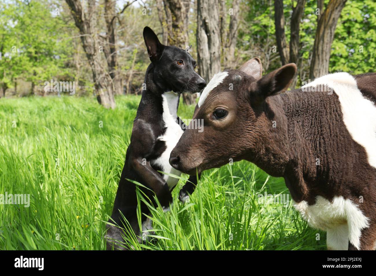Dog and young calf on green grass outdoors Stock Photo - Alamy