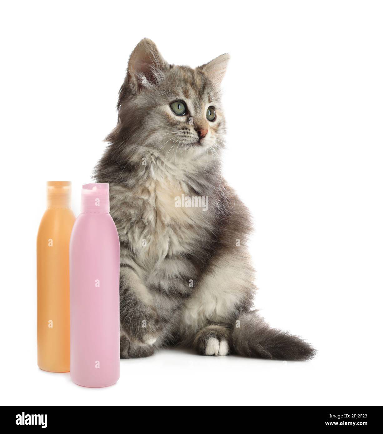 Cute fluffy kitten and bottles of cat shampoo on white background Stock ...