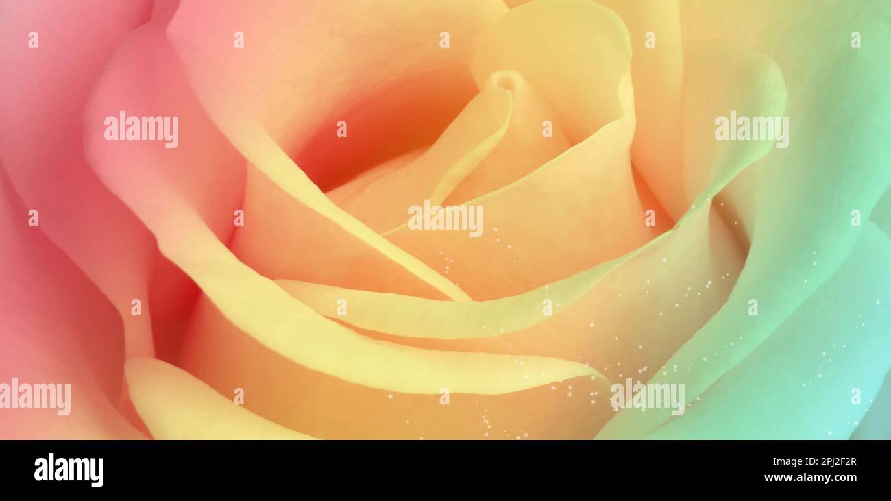 Beautiful colorful rose, closeup view. Banner design Stock Photo - Alamy