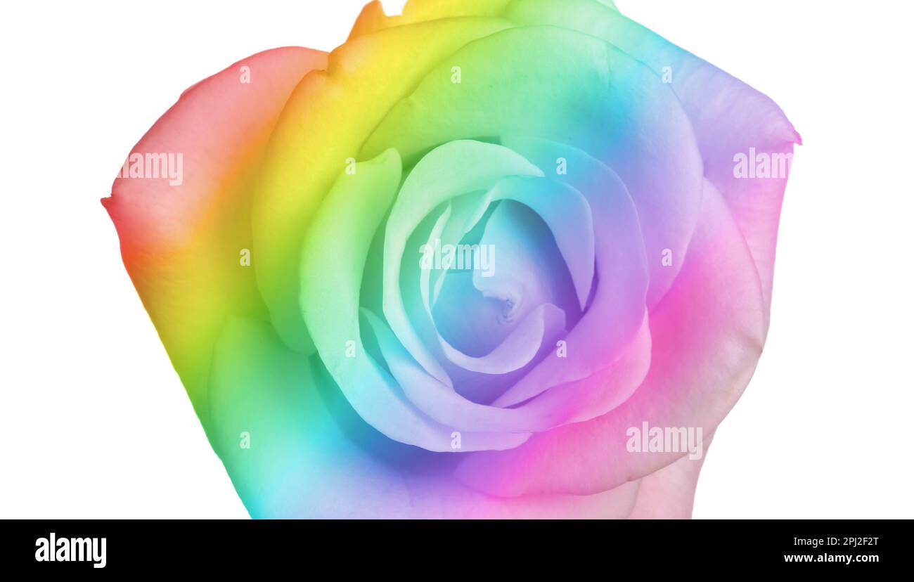 Beautiful rose toned in rainbow colors on white background Stock Photo ...