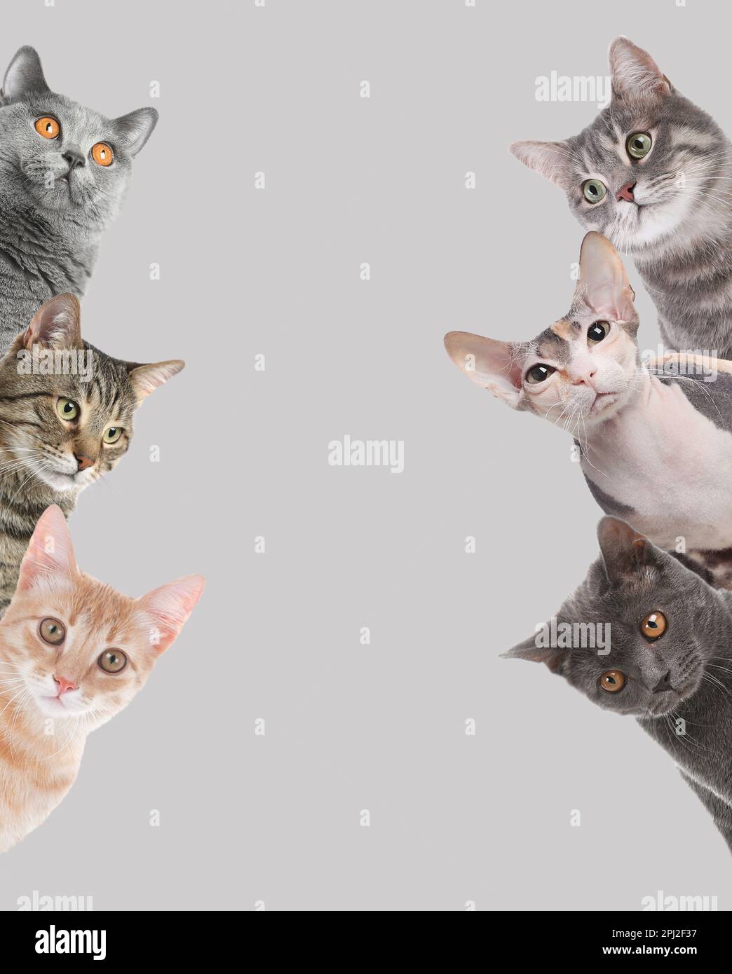 Cute cats on light grey background. Space for text Stock Photo - Alamy