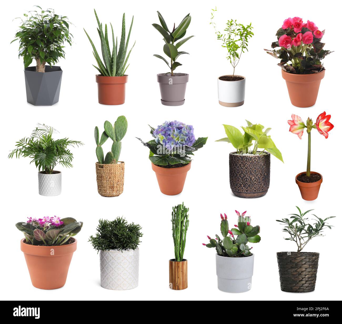 Set with different beautiful plants on white background Stock Photo - Alamy