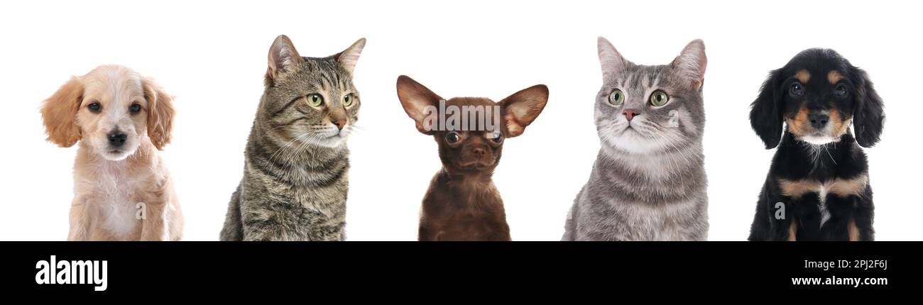 Cute funny cats and dogs on white background. Banner design Stock Photo ...