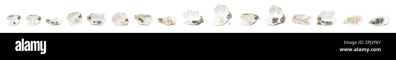 Set with beautiful pearls and oyster shells on white background. Banner ...