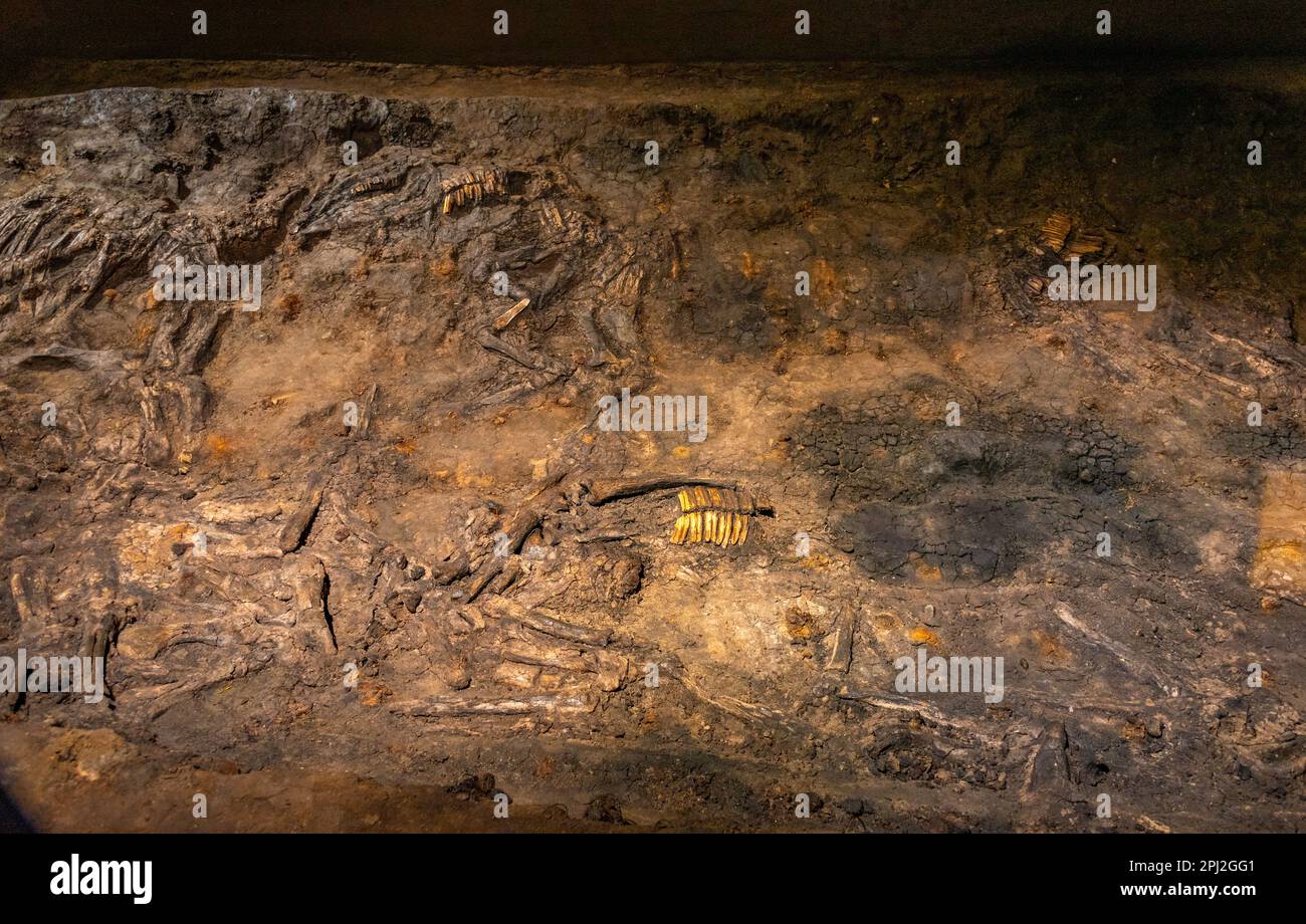 Ladby, Denmark, June 19, 2022: Excavated wooden boat at Vikingemuseet ...