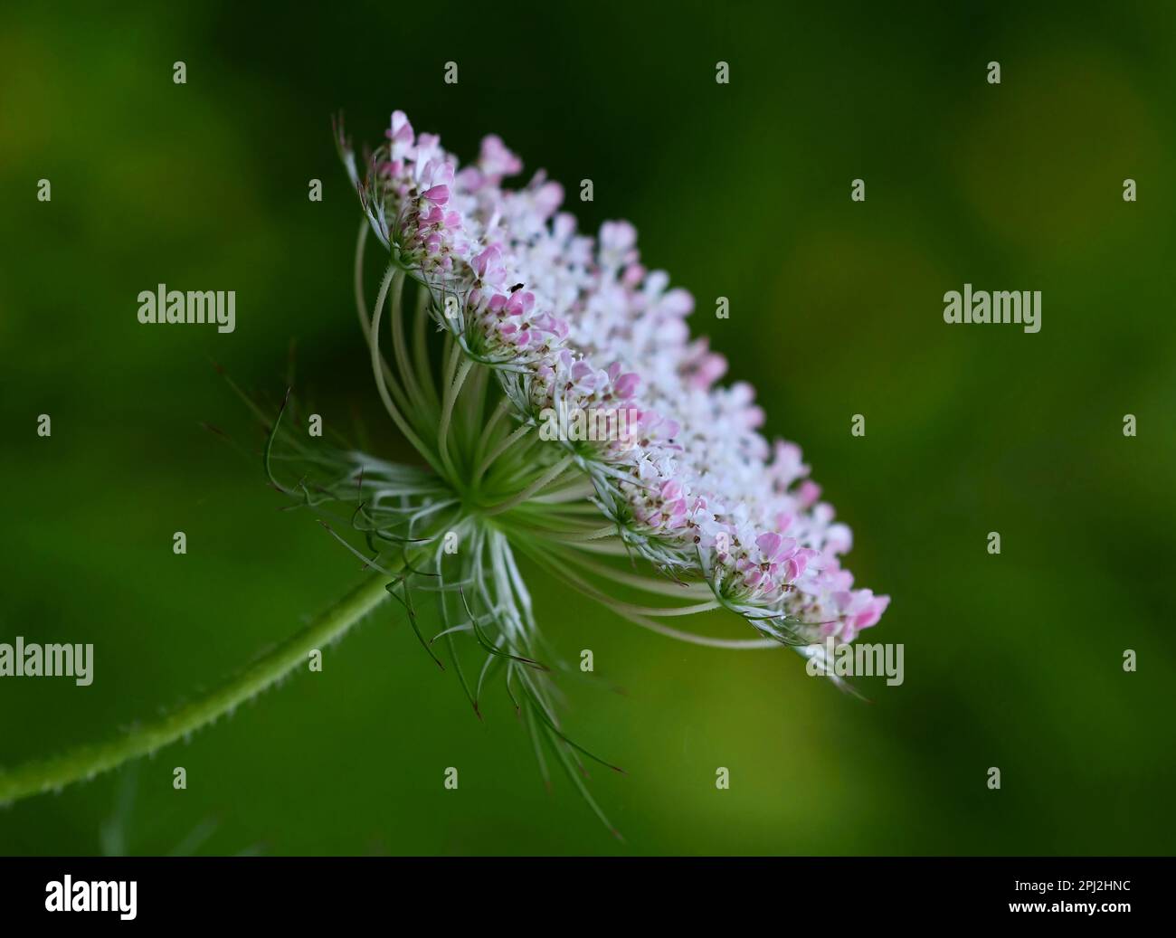 Wild carrot (Daucus carota) known as European wild carrot, bird's nest ...