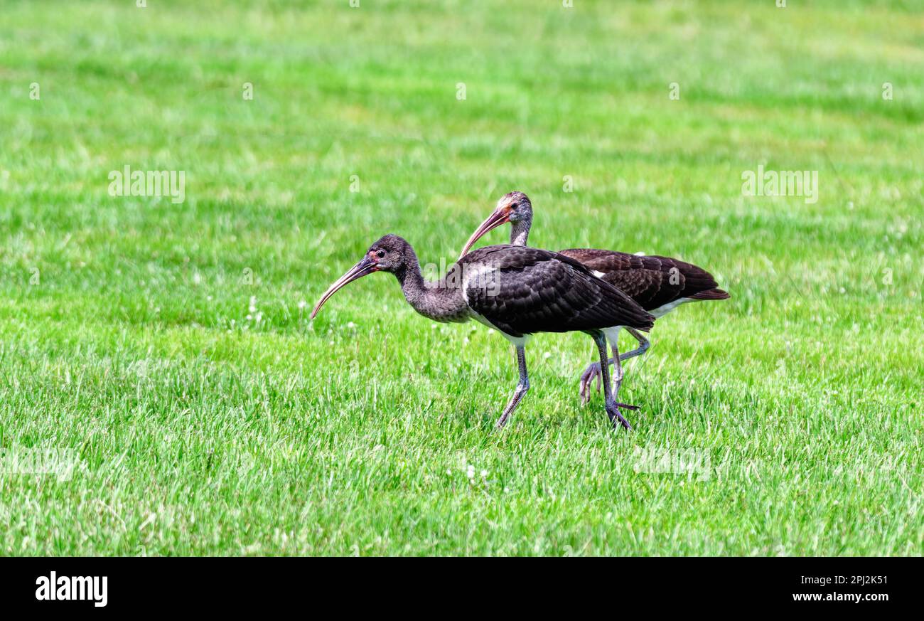 White faced ibis species hi-res stock photography and images - Alamy