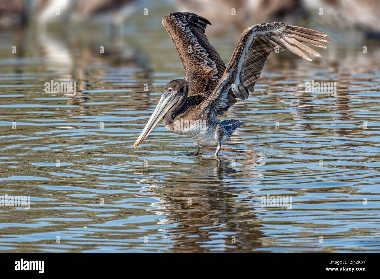 Brown Pelican (Breeding California bird)(Pelecanus occidentalis} in ...