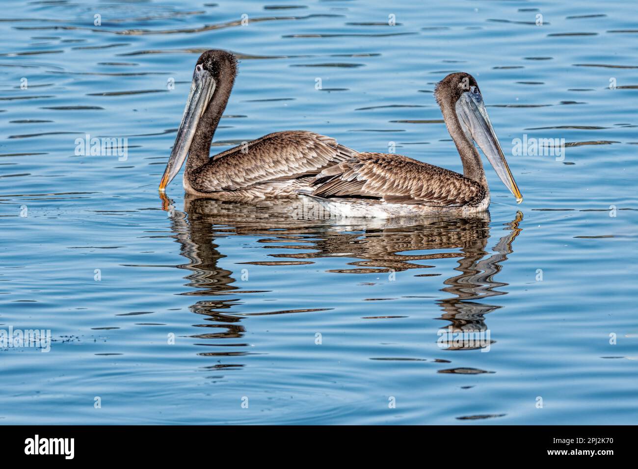 Brown Pelican (Breeding California bird)(Pelecanus occidentalis} in ...