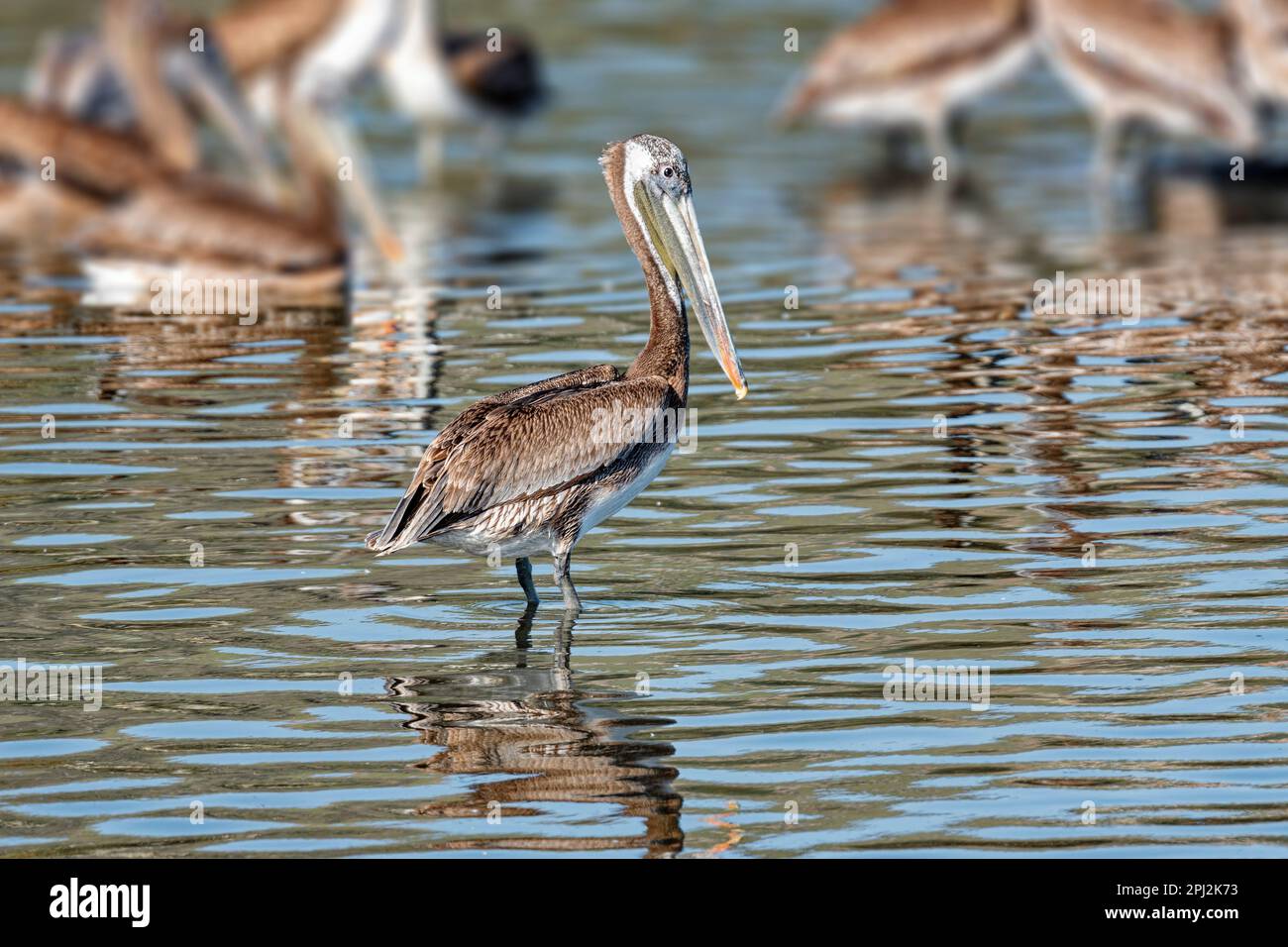 Brown Pelican (Breeding California bird)(Pelecanus occidentalis} in ...