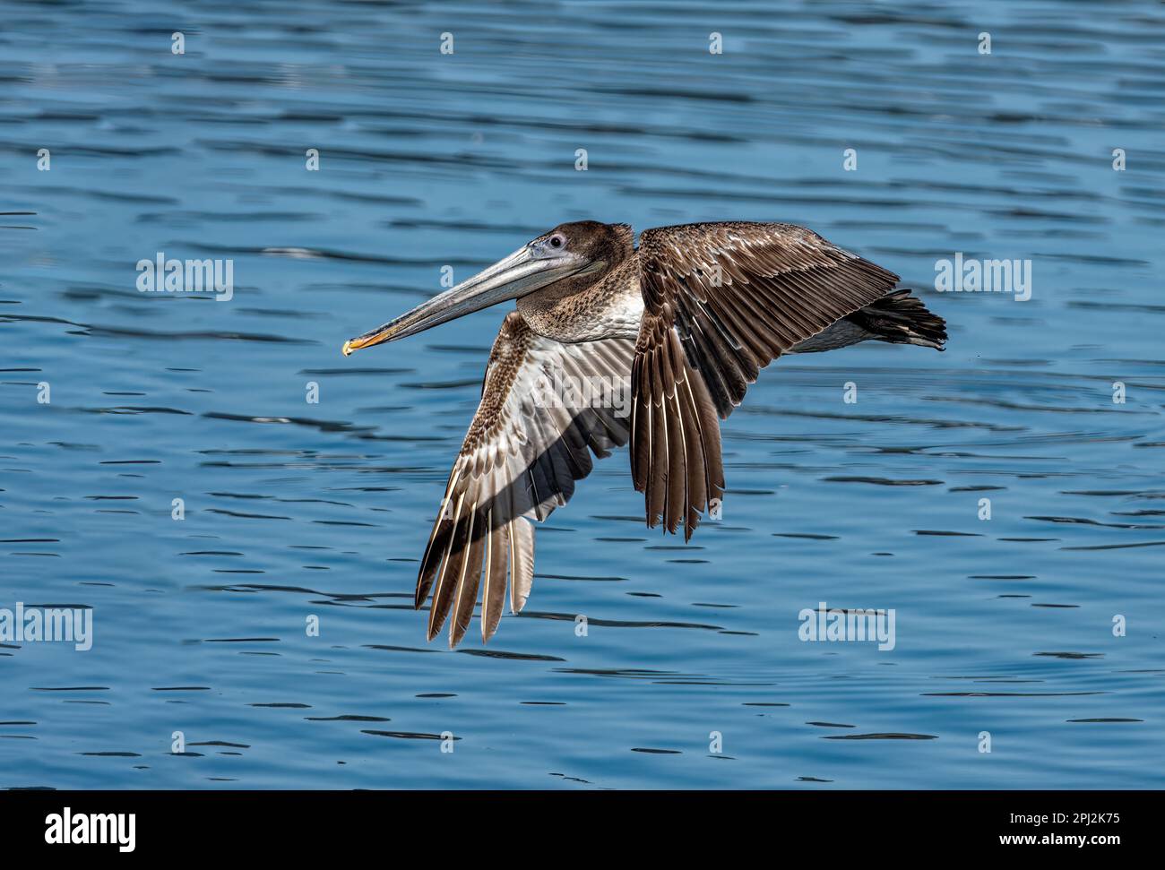Brown Pelican (Breeding California bird)(Pelecanus occidentalis} in ...