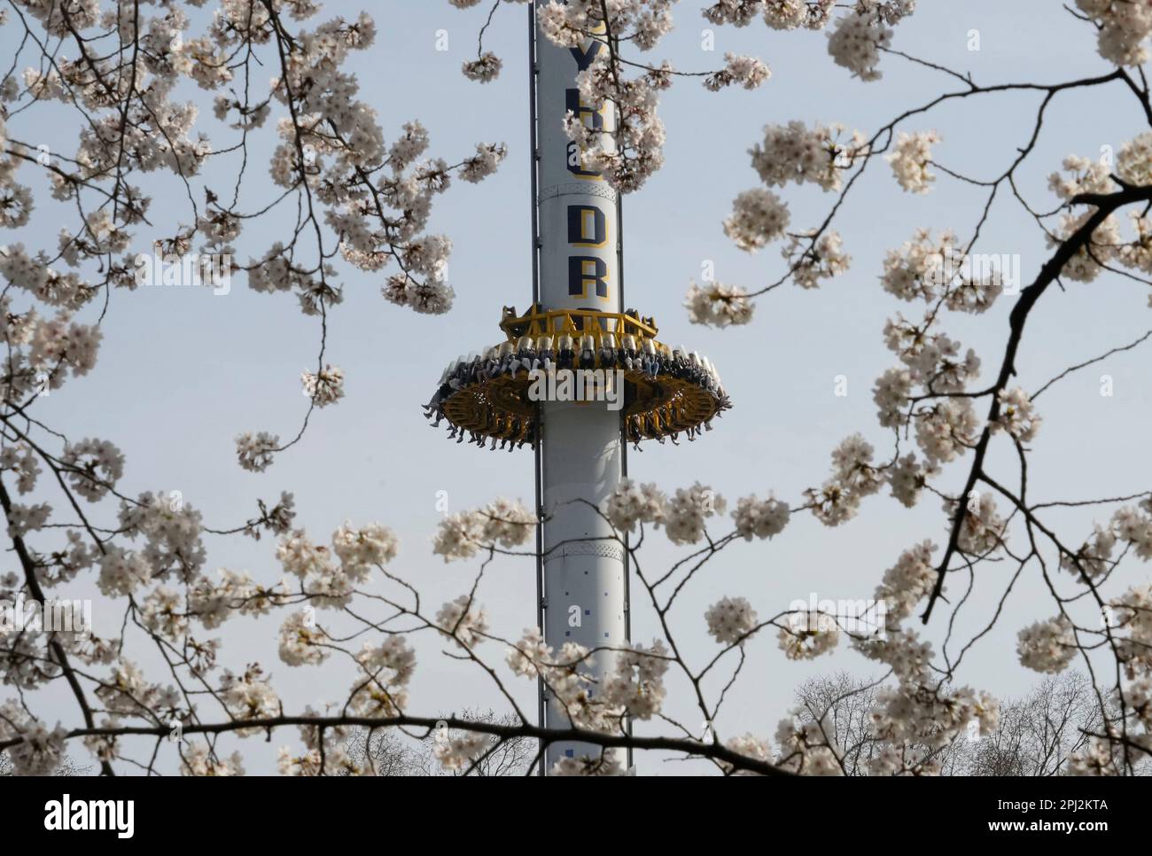 People ride on Gyro Drop seen through cherry blossoms in full bloom at ...