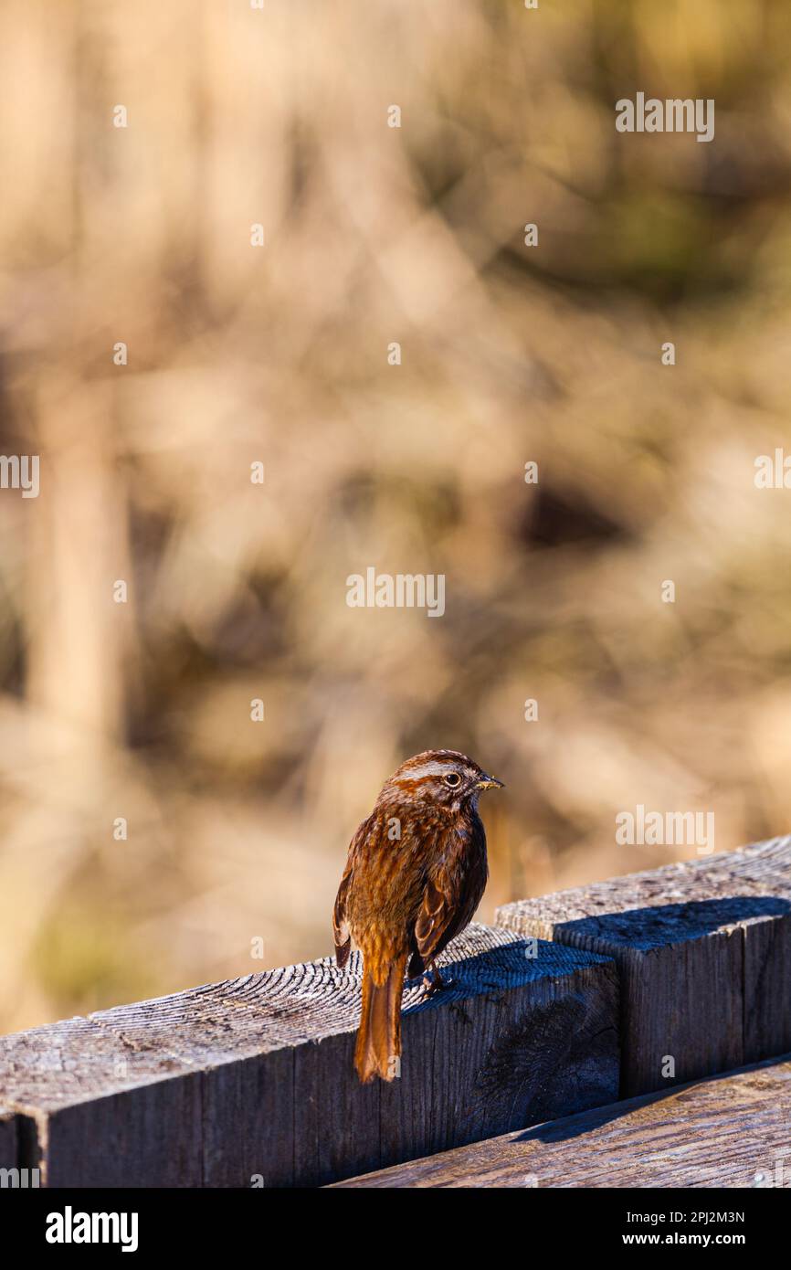 Song sparrow bird canada hi-res stock photography and images - Alamy