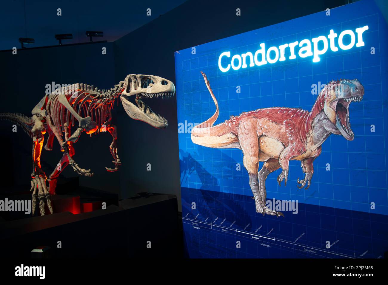 Perth, Australia - September 22, 2022: Condorraptor dinosaur of ...