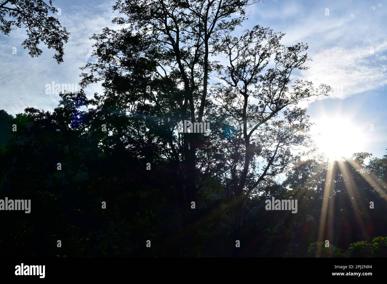 Harsh sun rays in summer at forest Stock Photo - Alamy