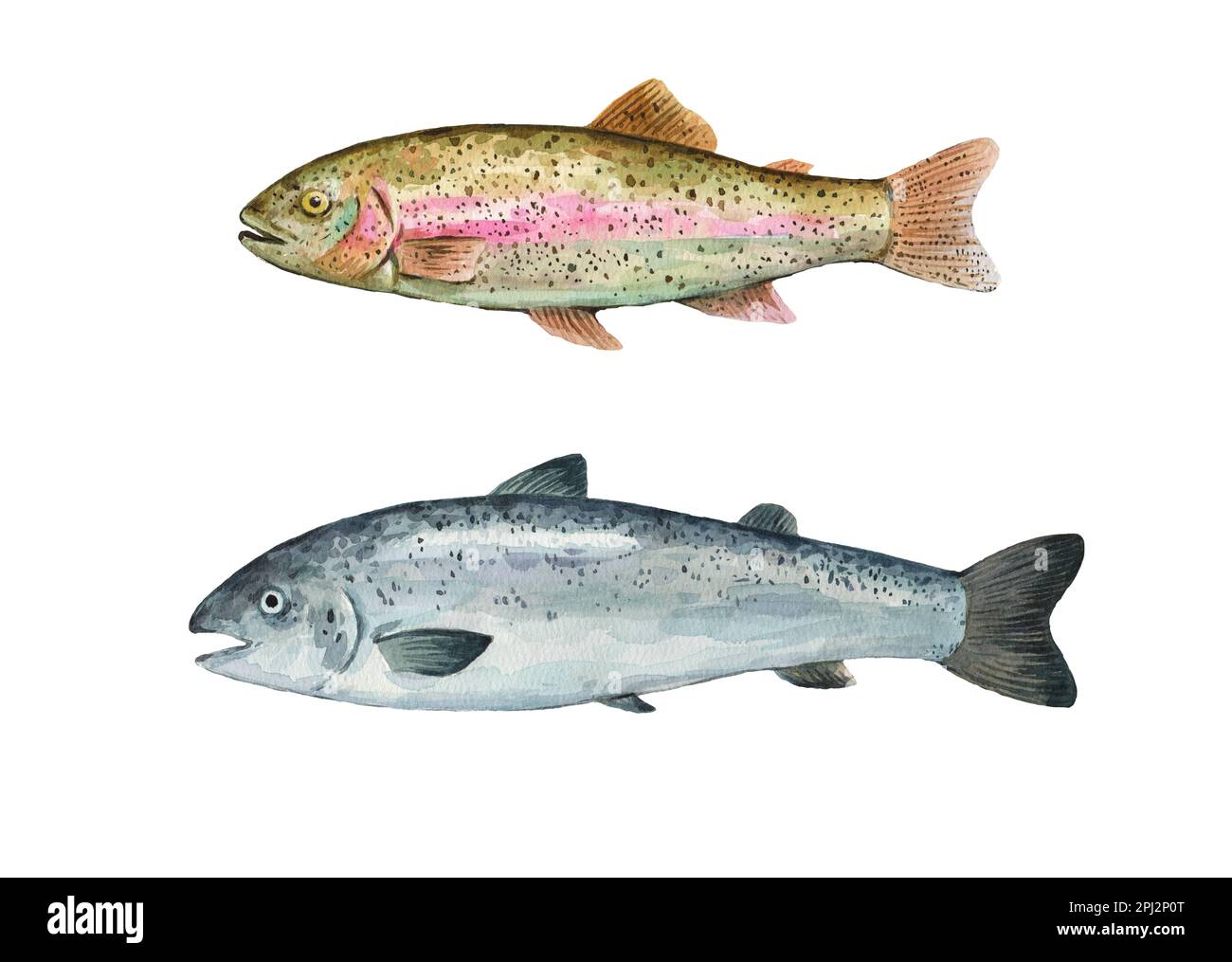 Rainbow Trout Background